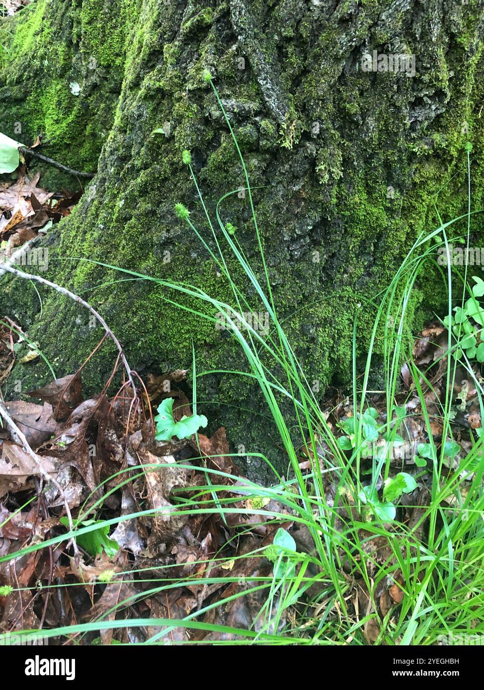 oval-headed sedge (Carex cephalophora Stock Photo - Alamy