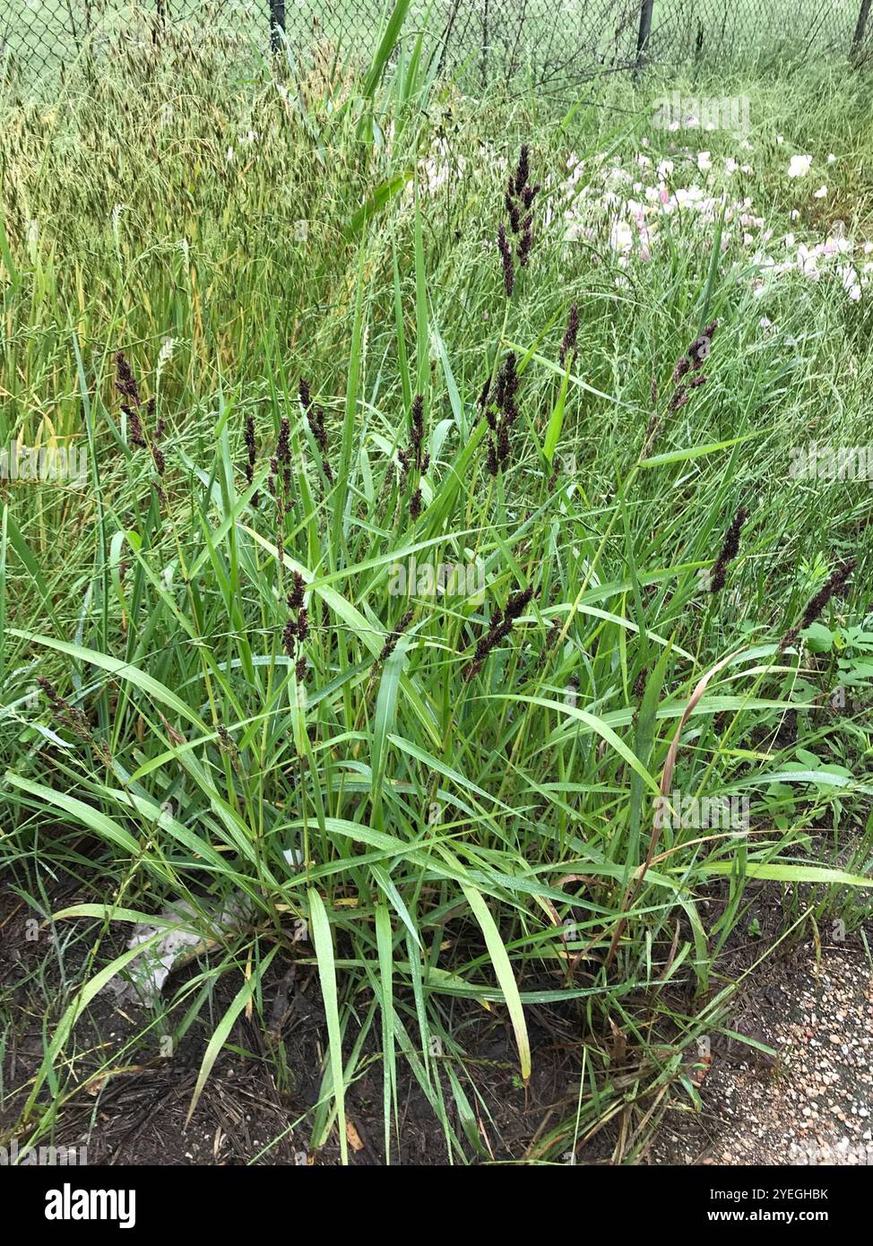 Johnson grass (Sorghum halepense Stock Photo - Alamy