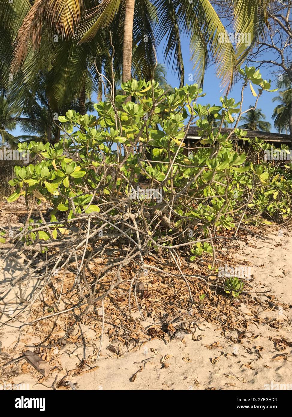 Sea Almond (Terminalia catappa Stock Photo - Alamy