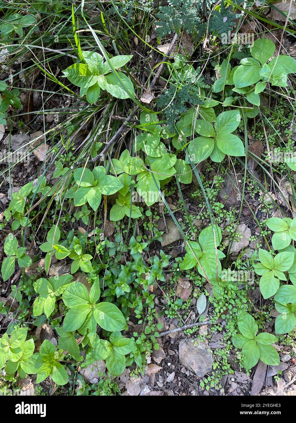 Western Starflower (Lysimachia latifolia Stock Photo - Alamy