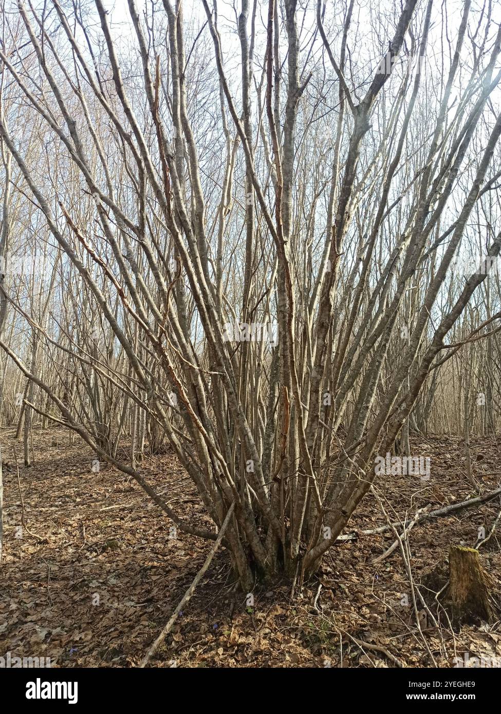 common hazel (Corylus avellana Stock Photo - Alamy