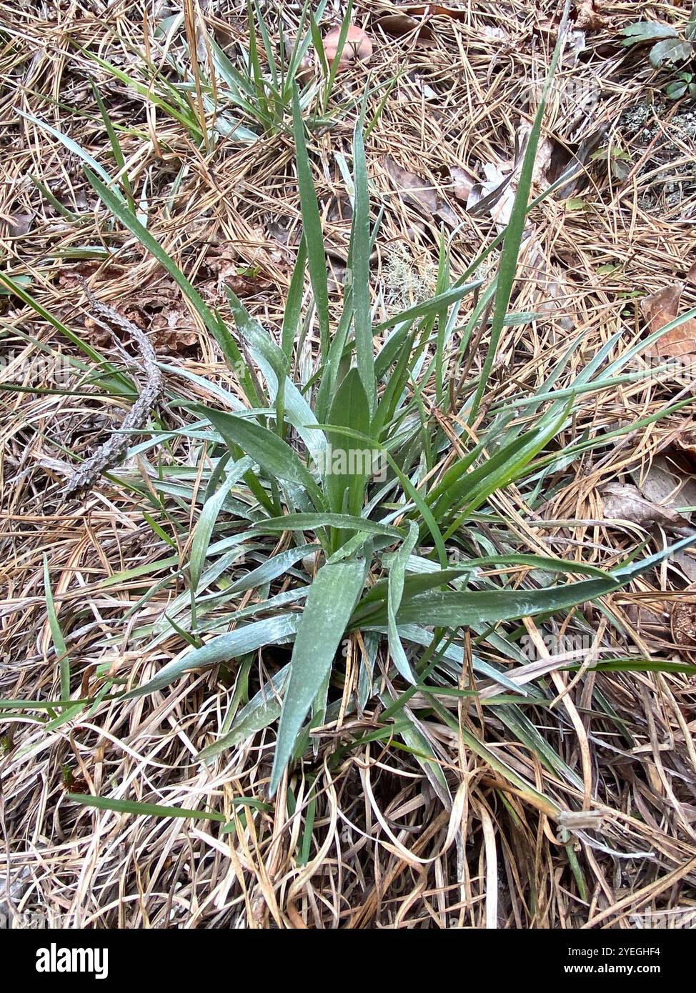 Narrowleaf silkgrass hi-res stock photography and images - Alamy
