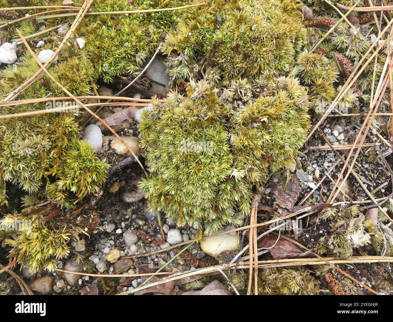 Pincushion Moss (Leucobryum glaucum Stock Photo - Alamy