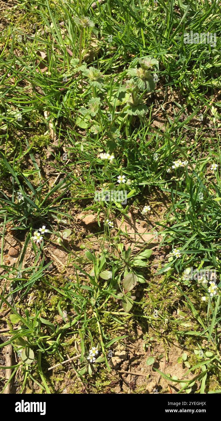 mouse-ear cress (Arabidopsis thaliana Stock Photo - Alamy