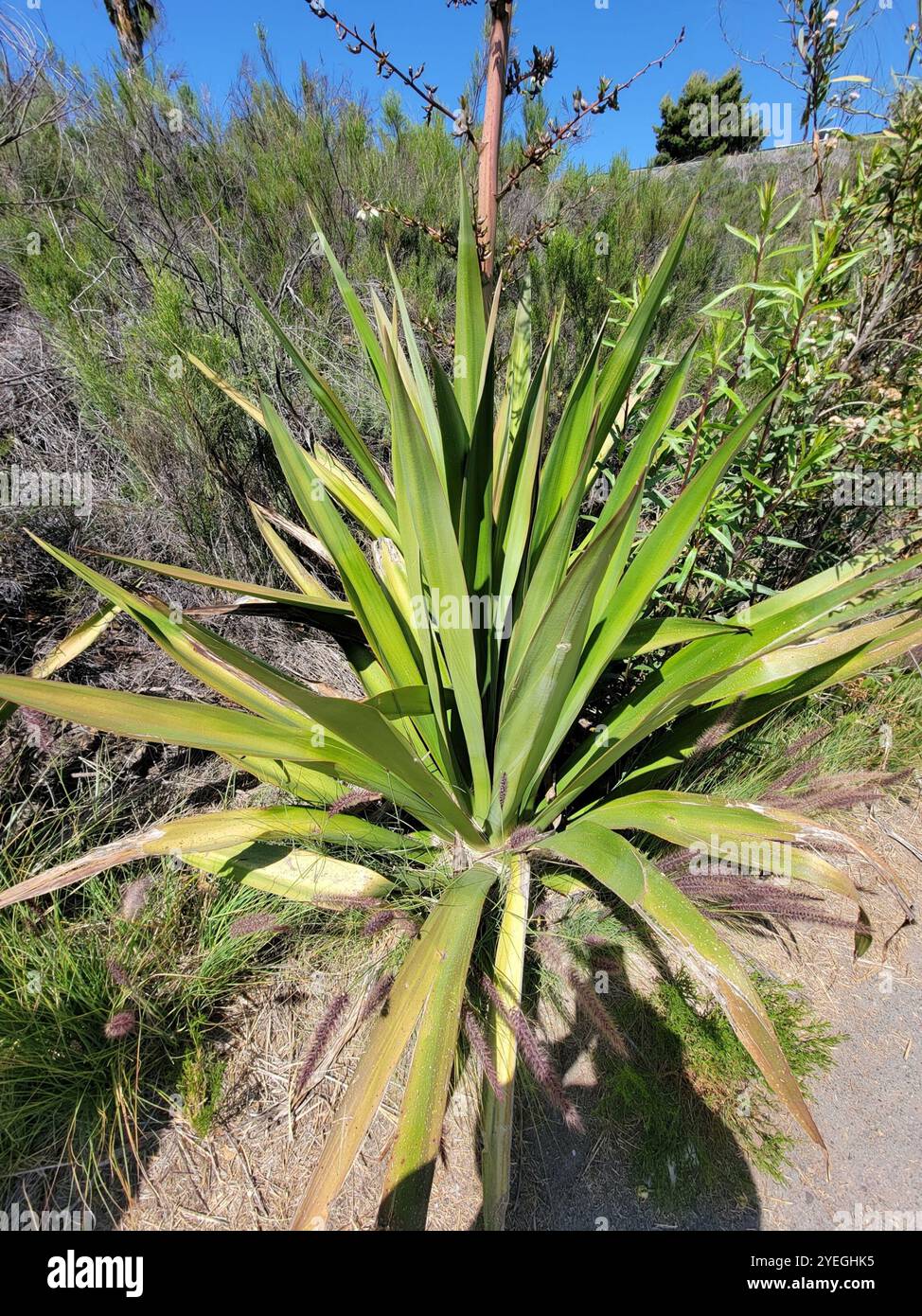 Furcraea foetida hi-res stock photography and images - Alamy