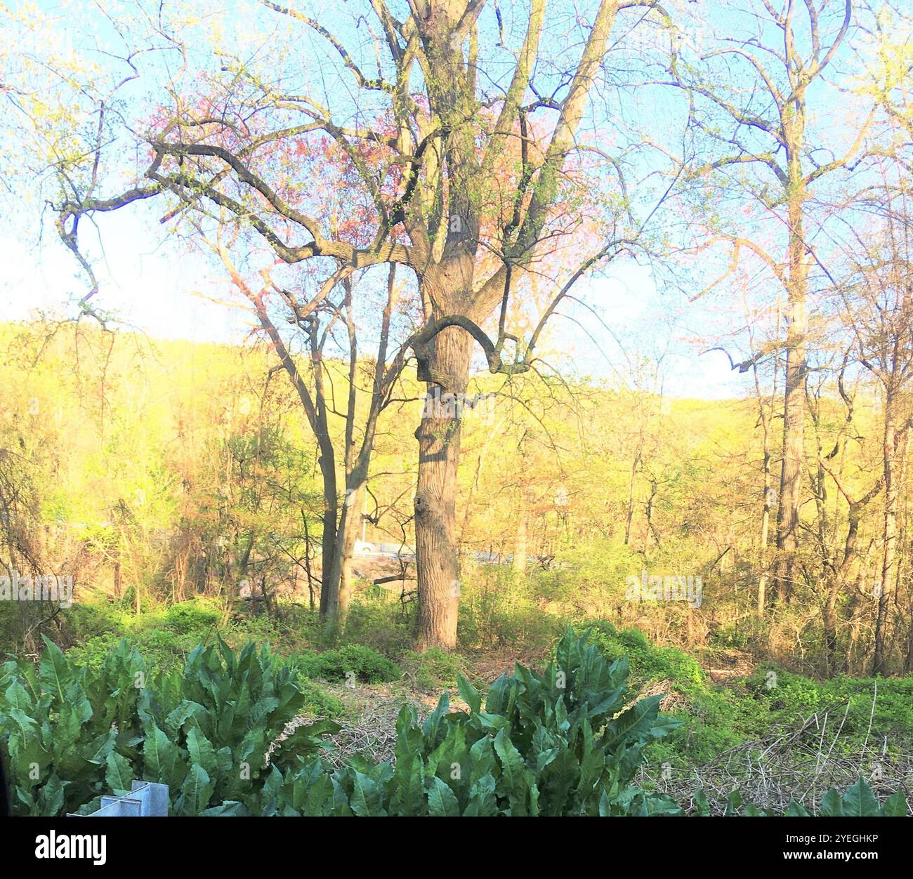 Greek Dock (Rumex cristatus Stock Photo - Alamy