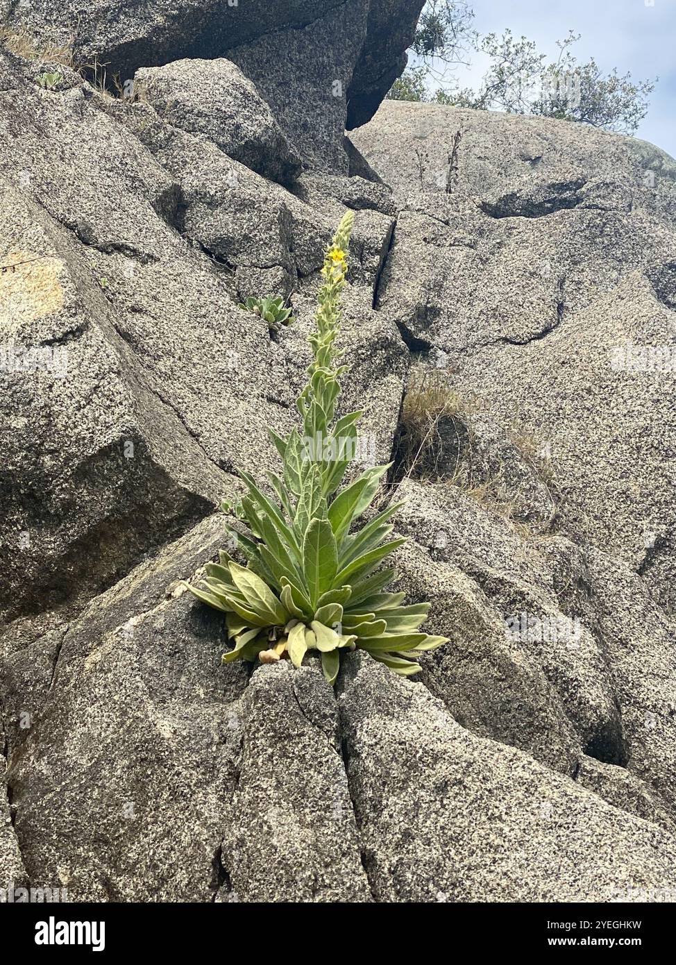 great mullein (Verbascum thapsus Stock Photo - Alamy