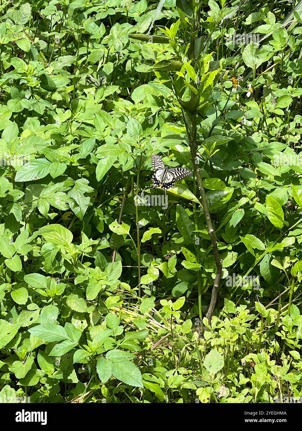 Chinese Yellow Swallowtail (Papilio xuthus Stock Photo - Alamy