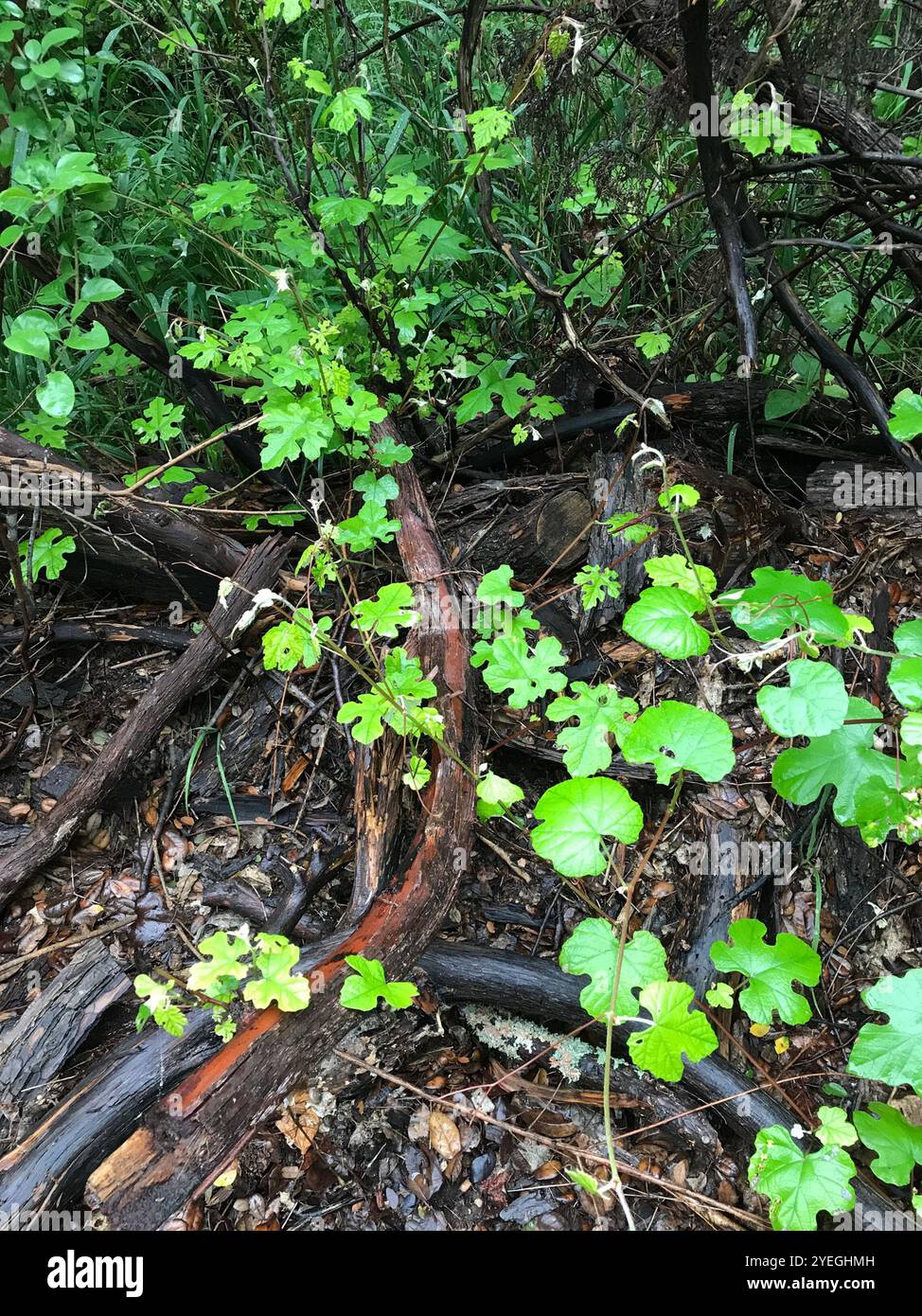 mustang grape (Vitis mustangensis Stock Photo - Alamy