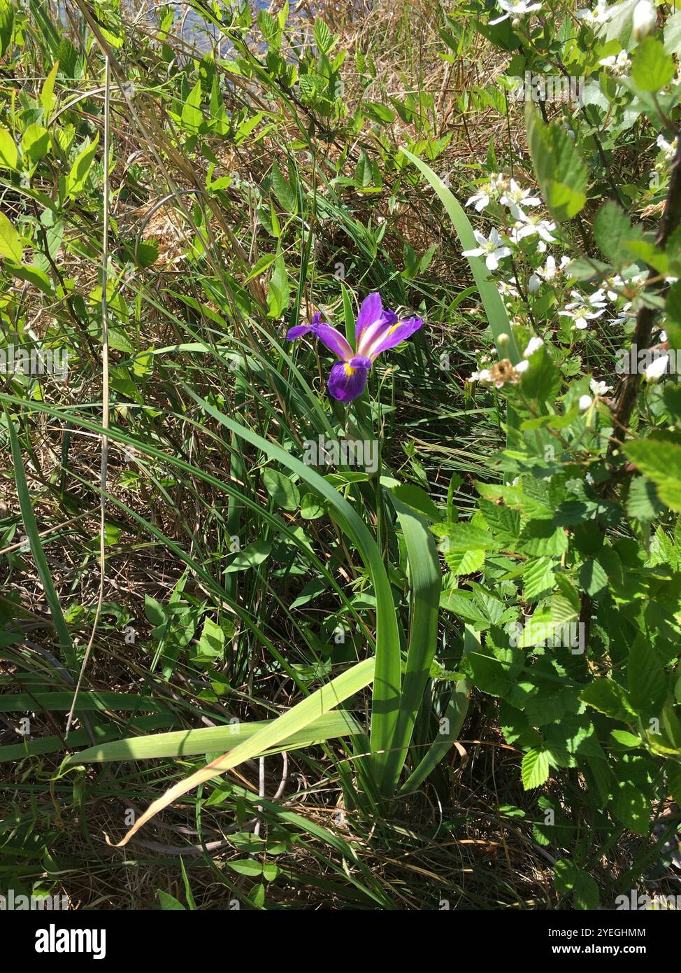 southern blue flag (Iris virginica Stock Photo - Alamy