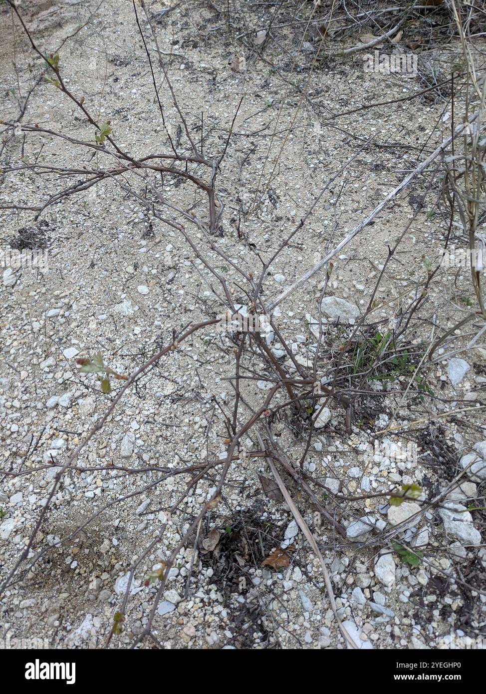 sand grape (Vitis rupestris Stock Photo - Alamy