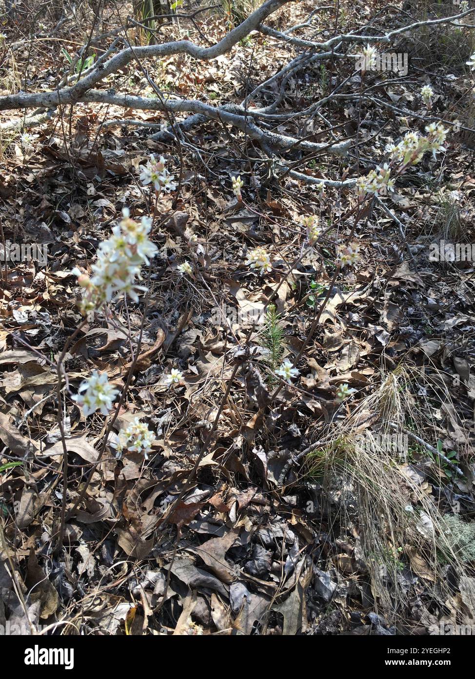 Running Serviceberry (Amelanchier stolonifera Stock Photo - Alamy