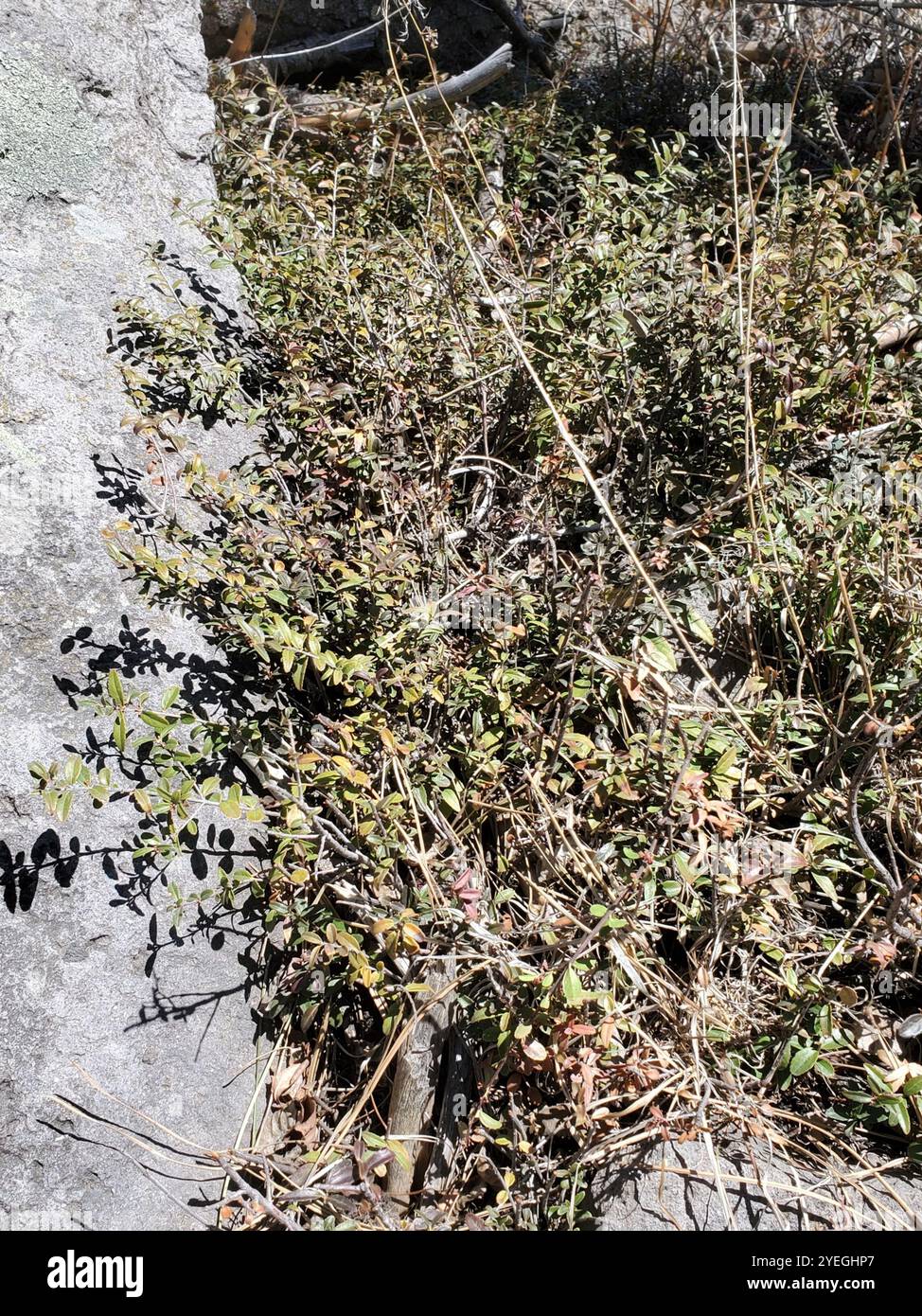 Oregon Boxwood (Paxistima myrsinites Stock Photo - Alamy