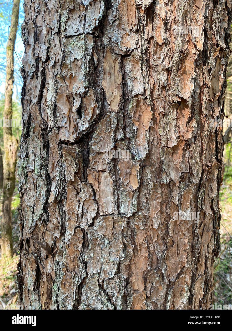 Virginia pine (Pinus virginiana Stock Photo - Alamy