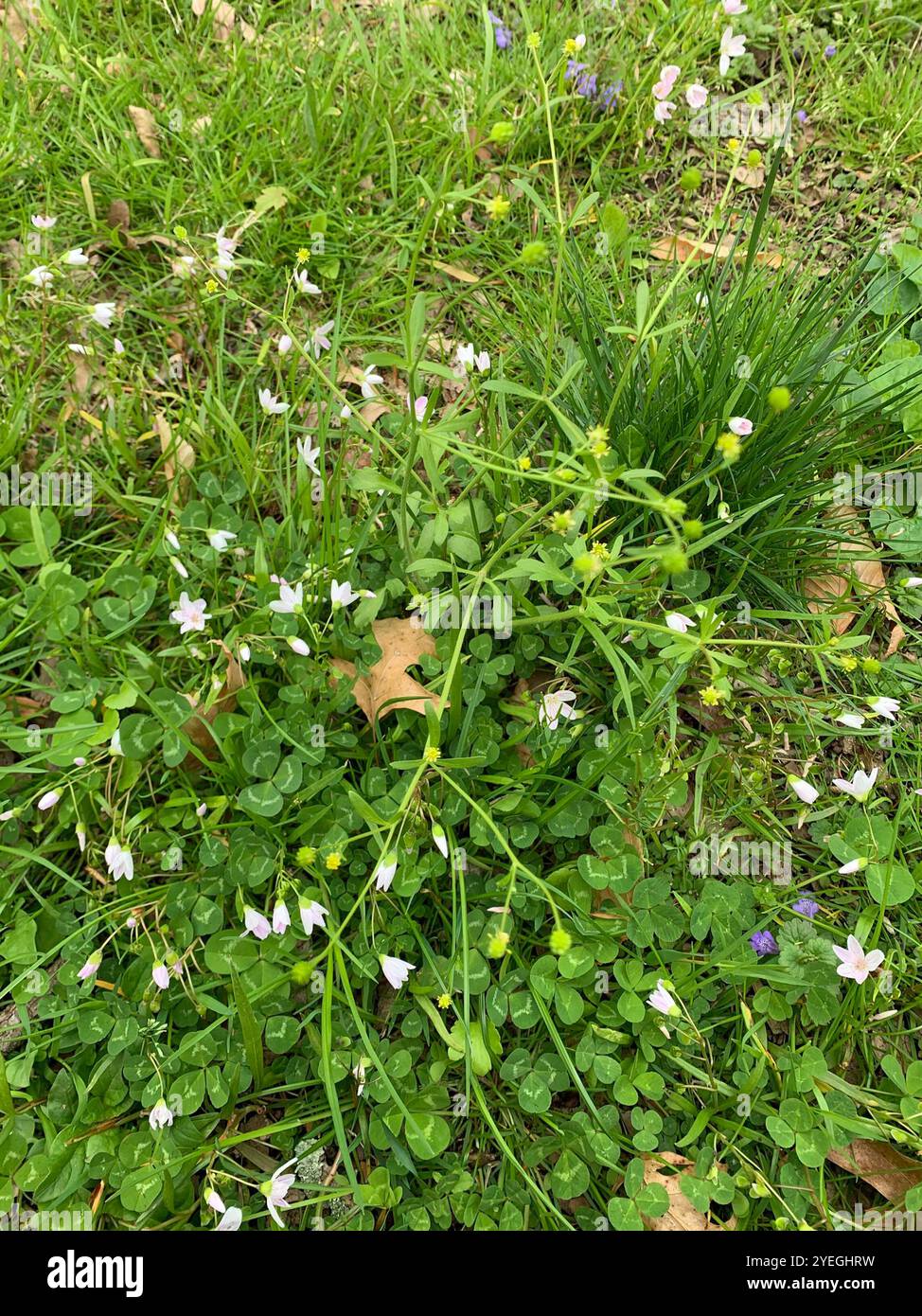 rock buttercup (Ranunculus micranthus Stock Photo - Alamy