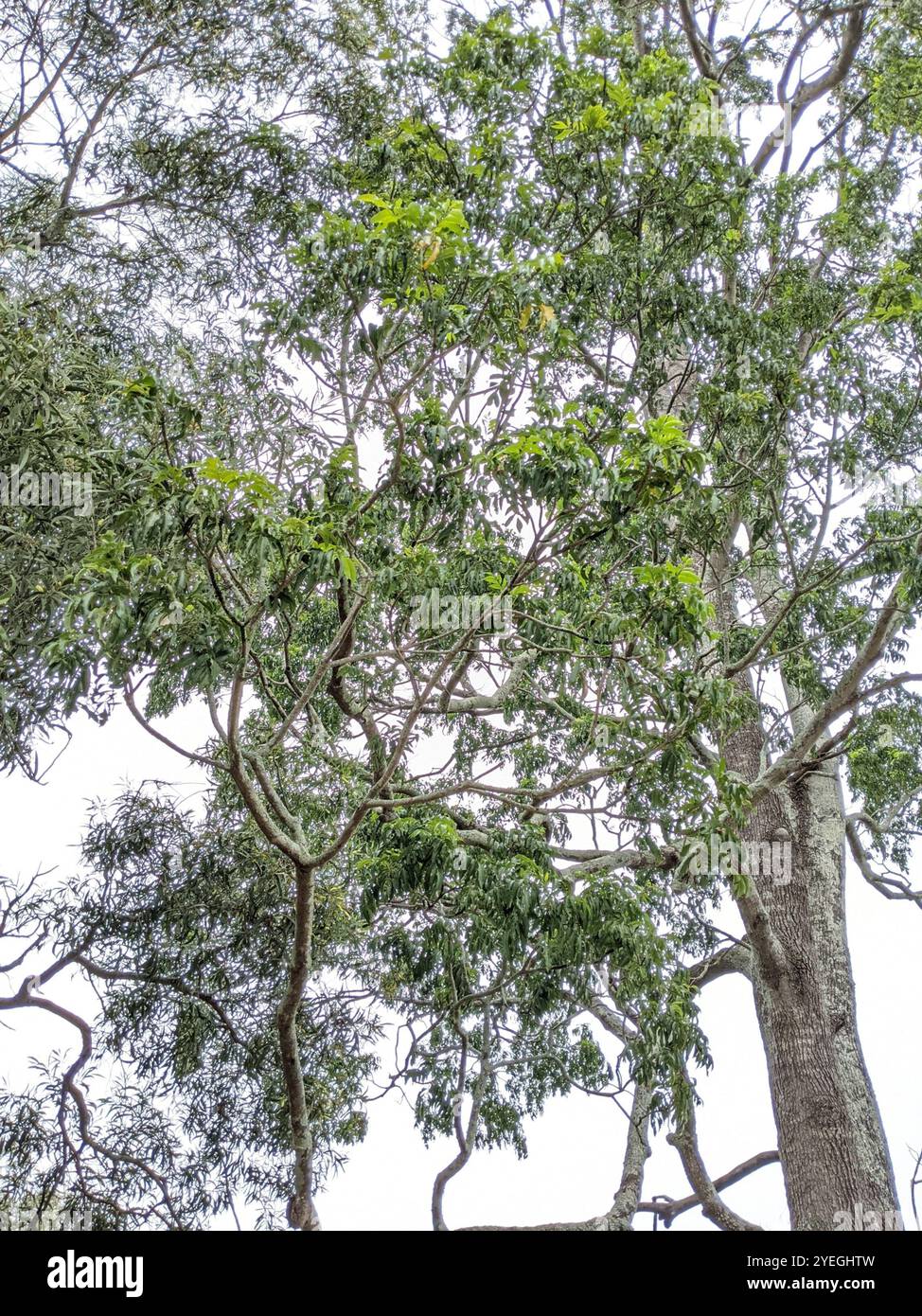 Flindersia hi-res stock photography and images - Alamy