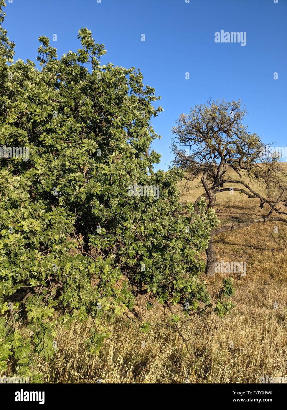 valley oak (Quercus lobata Stock Photo - Alamy