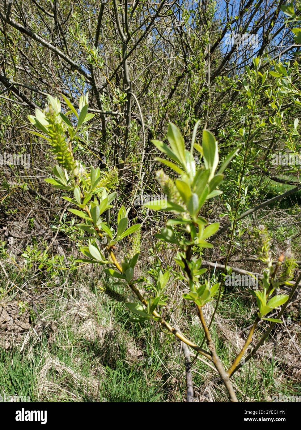 Sitka willow (Salix sitchensis Stock Photo - Alamy