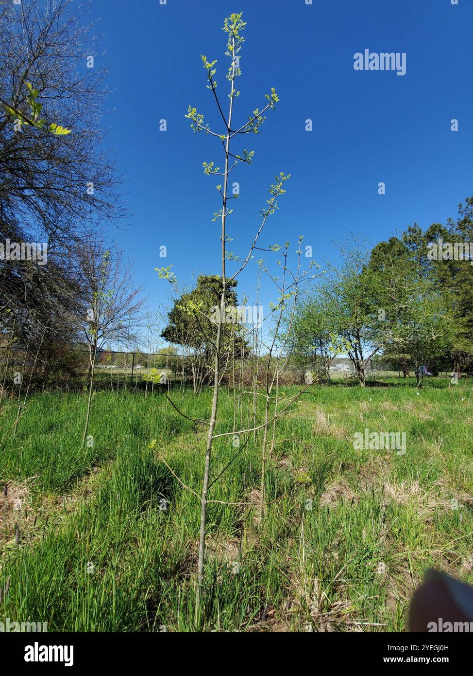 Oregon Ash (Fraxinus latifolia Stock Photo - Alamy
