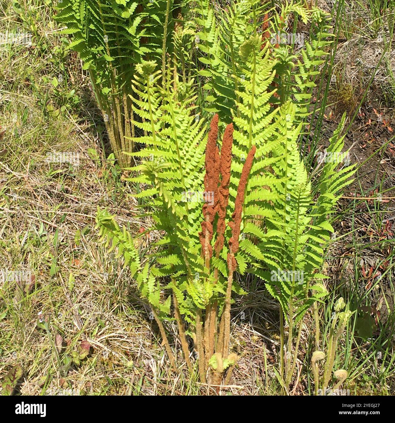 cinnamon fern (Osmundastrum cinnamomeum Stock Photo - Alamy
