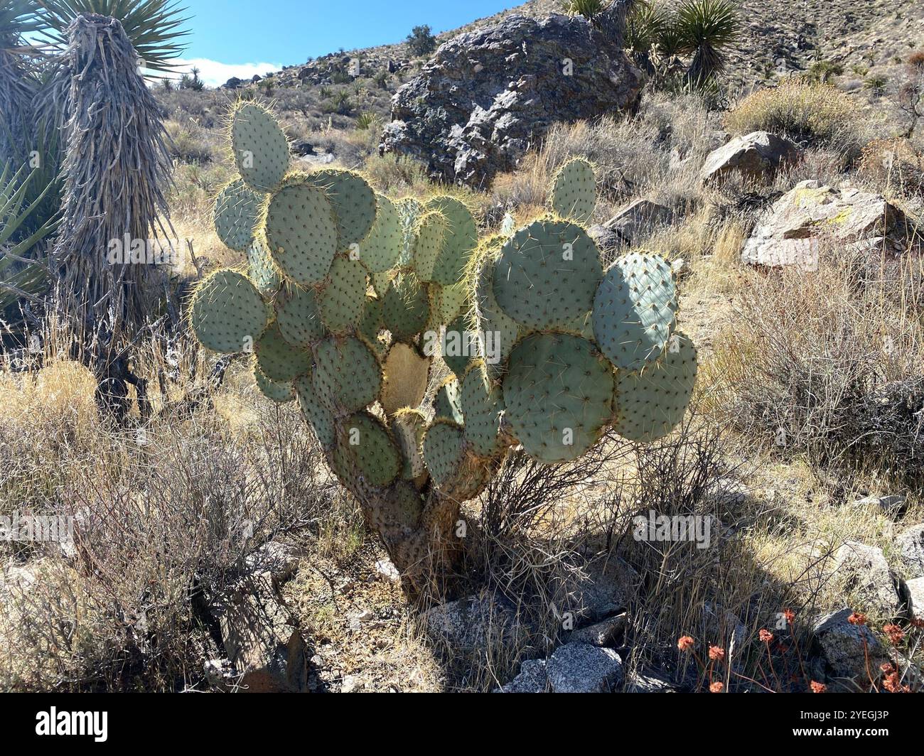 Pancake Pricklypear (Opuntia chlorotica Stock Photo - Alamy