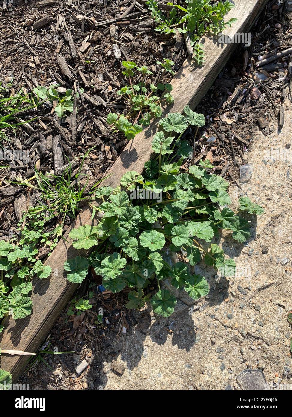 dwarf mallow (Malva neglecta Stock Photo - Alamy