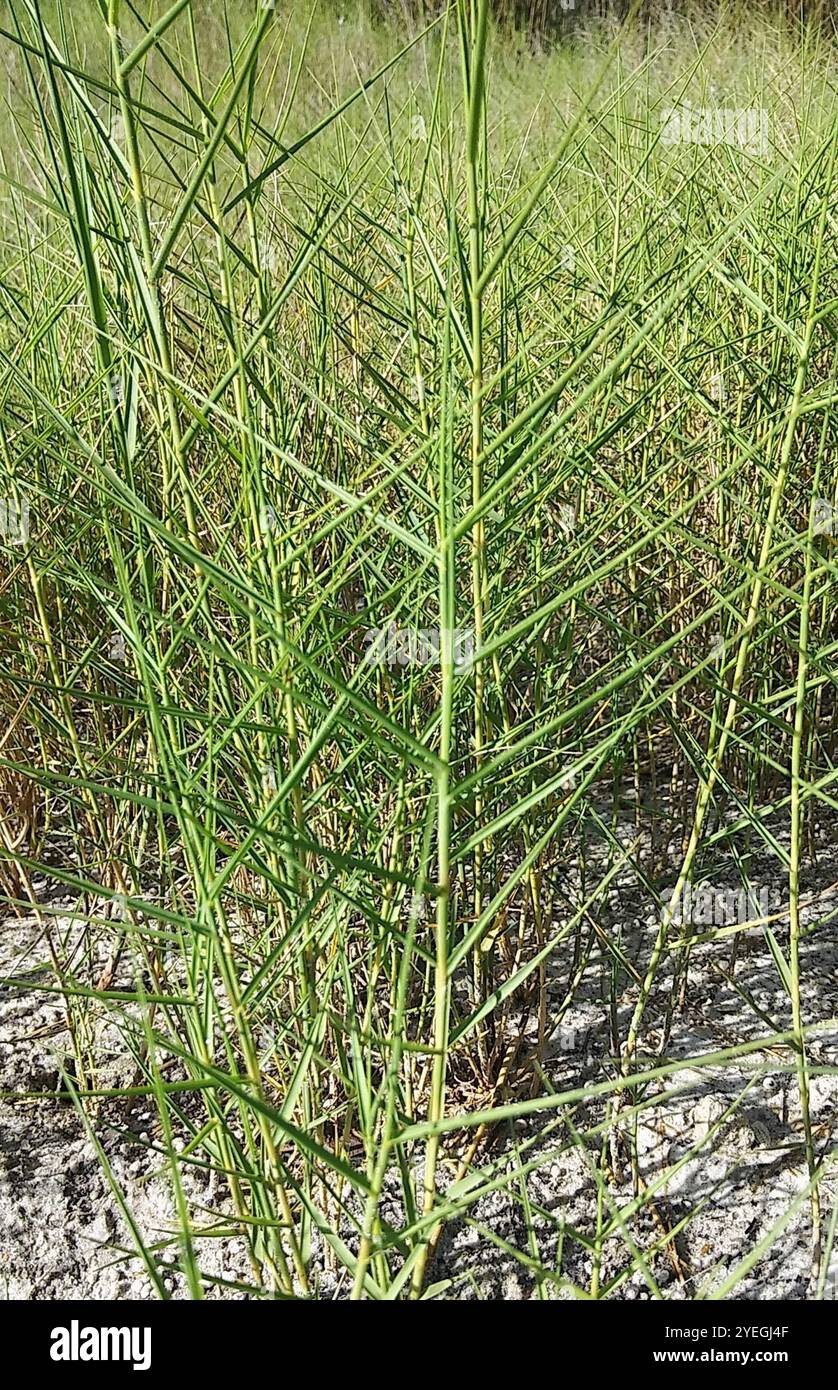 Saltgrass (Distichlis spicata Stock Photo - Alamy