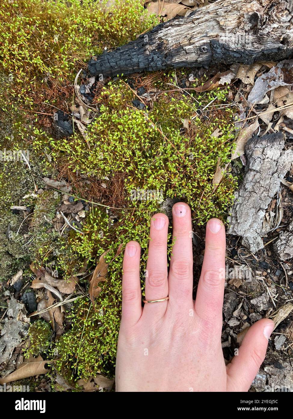 Bonfire moss (Funaria hygrometrica Stock Photo - Alamy