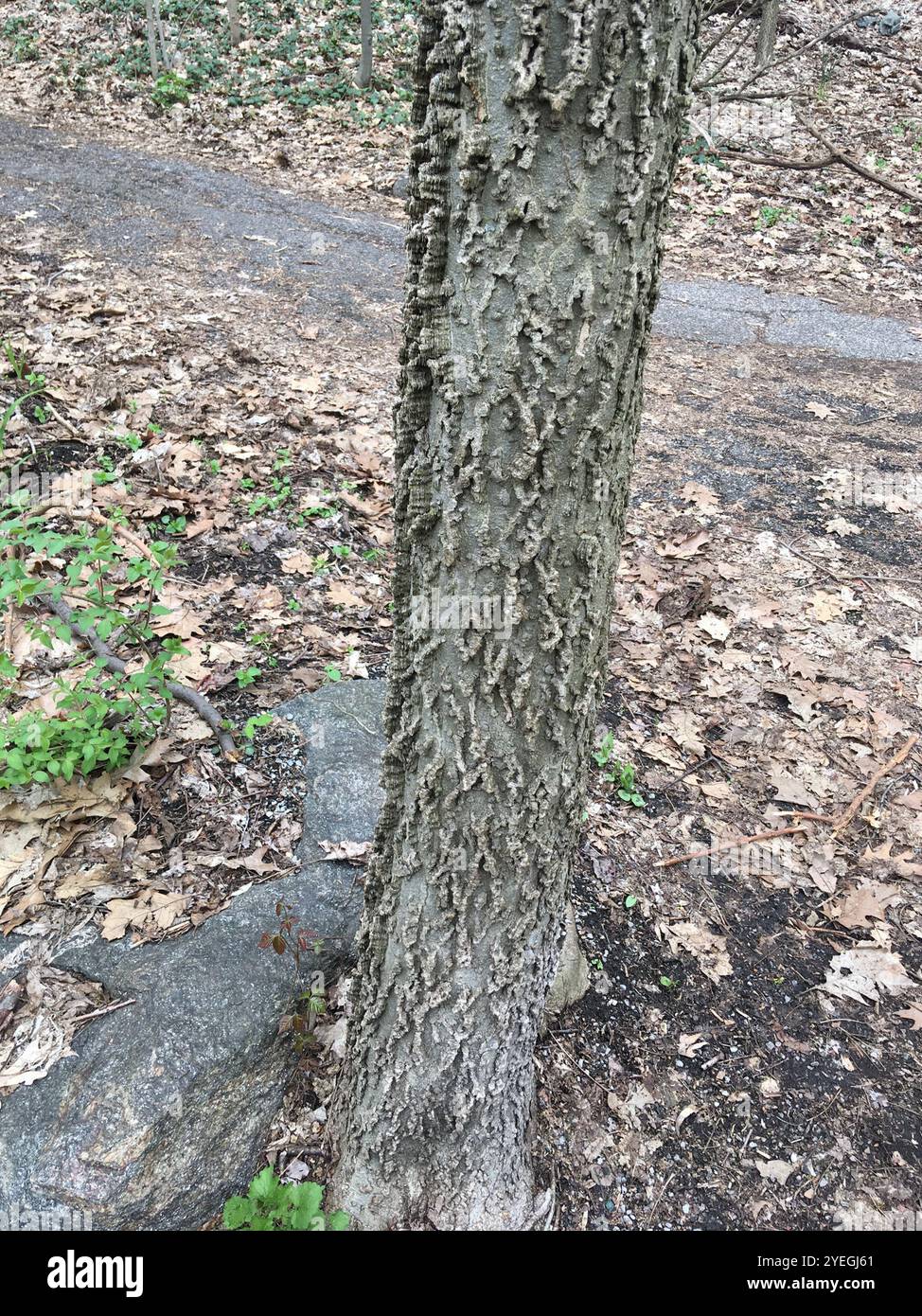 common hackberry (Celtis occidentalis Stock Photo - Alamy