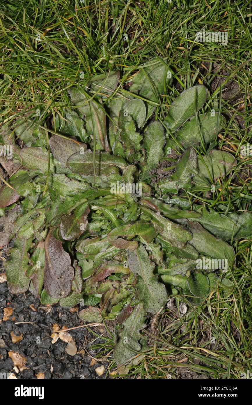 Common Cat's-ear (Hypochaeris radicata Stock Photo - Alamy
