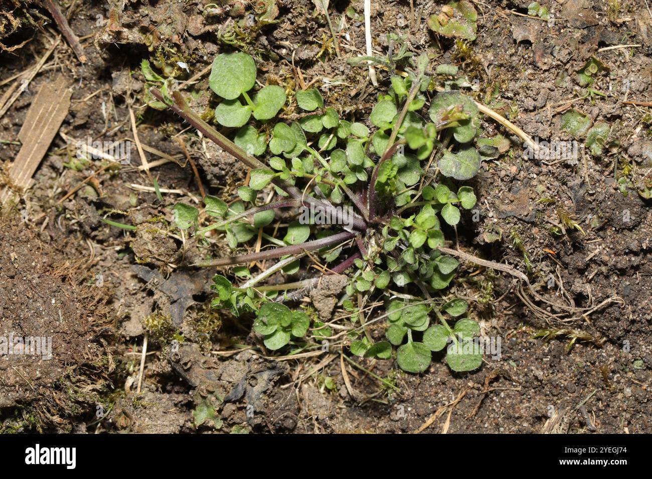 hairy bittercress (Cardamine hirsuta Stock Photo - Alamy