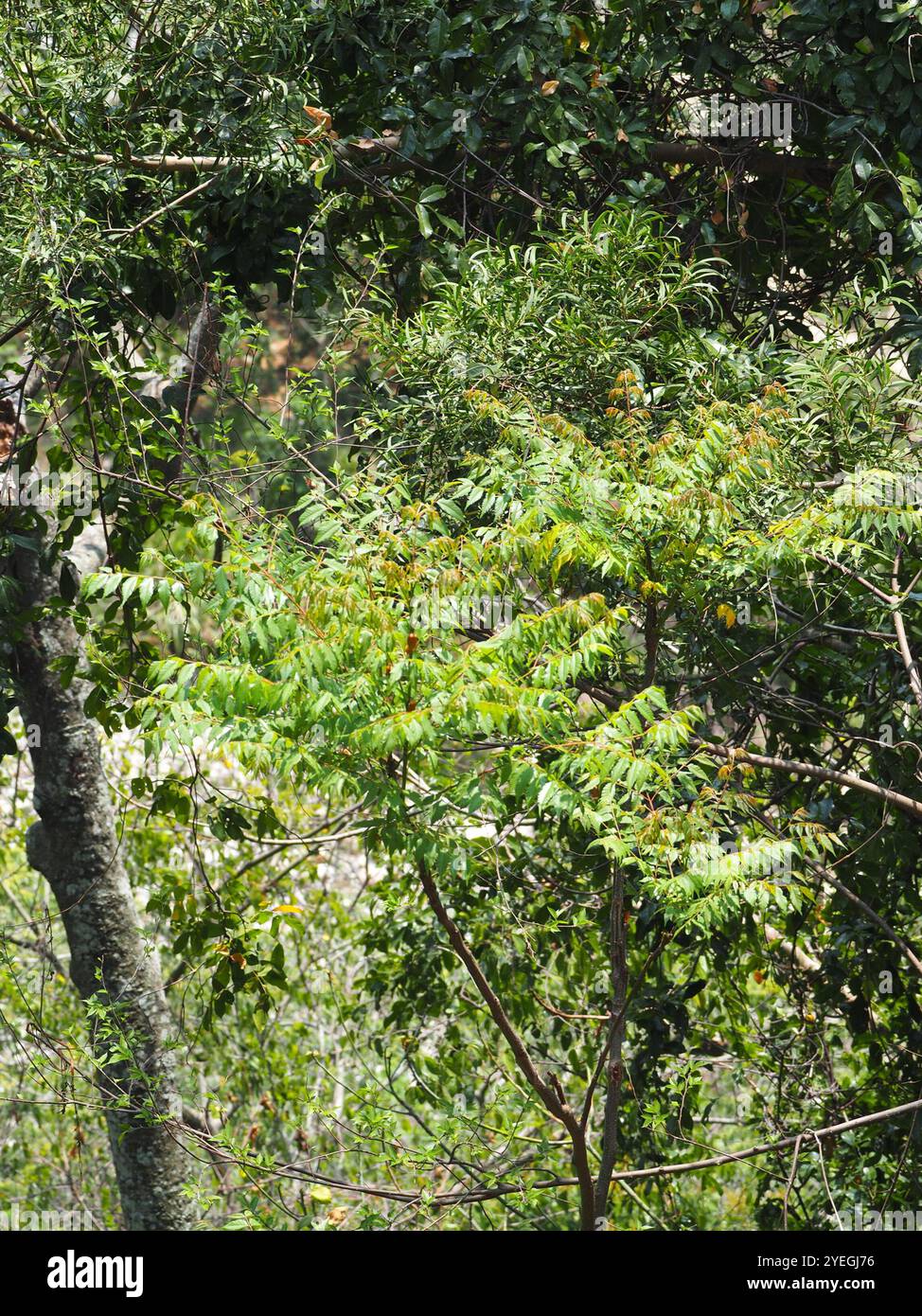 Taiwanese Rain Tree (Koelreuteria elegans Stock Photo - Alamy