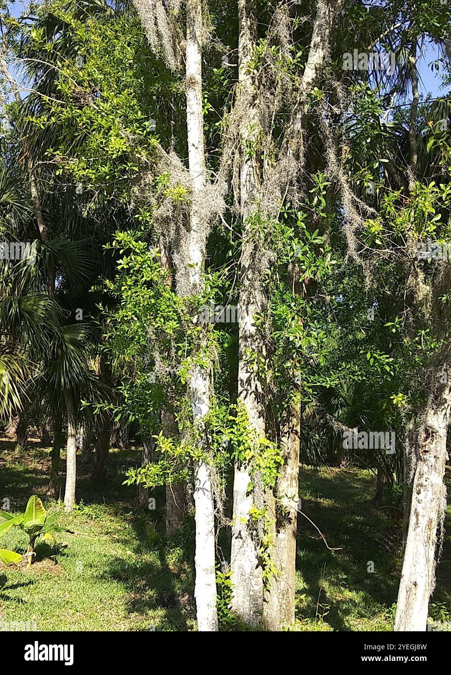 swamp laurel oak (Quercus laurifolia Stock Photo - Alamy