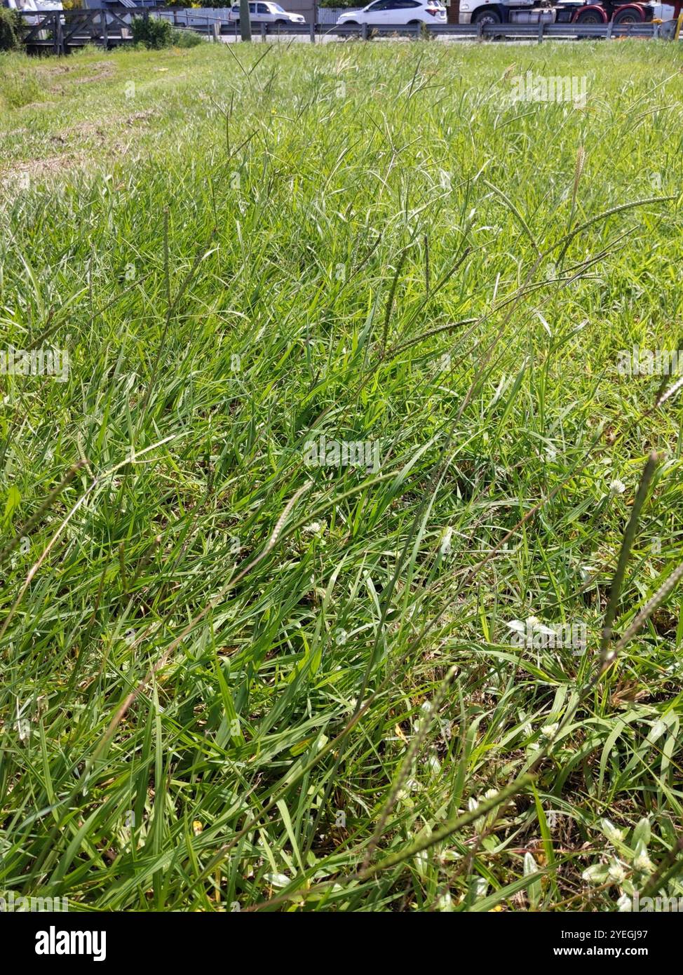 Bahia grass (Paspalum notatum Stock Photo - Alamy