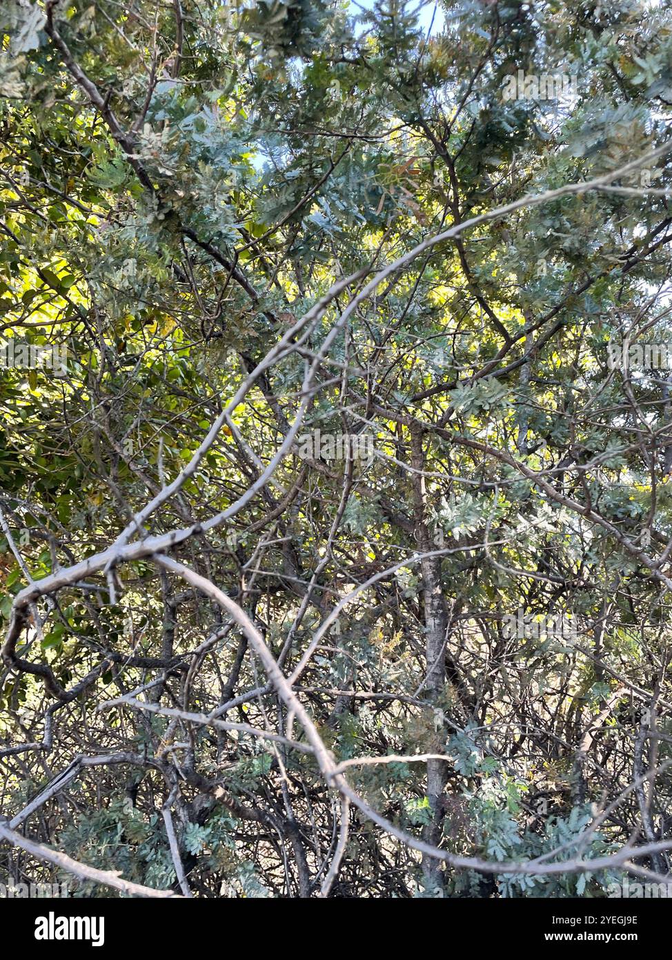 Cootamundra wattle acacia baileyana hi-res stock photography and images ...