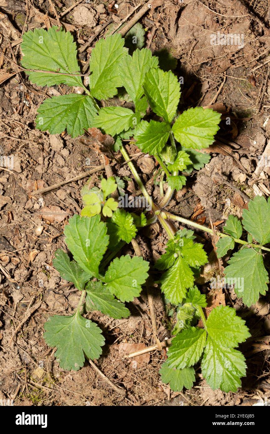 Wood Avens (Geum urbanum Stock Photo - Alamy