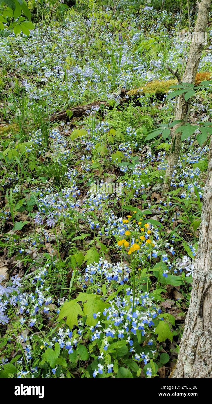 spring blue-eyed Mary (Collinsia verna Stock Photo - Alamy