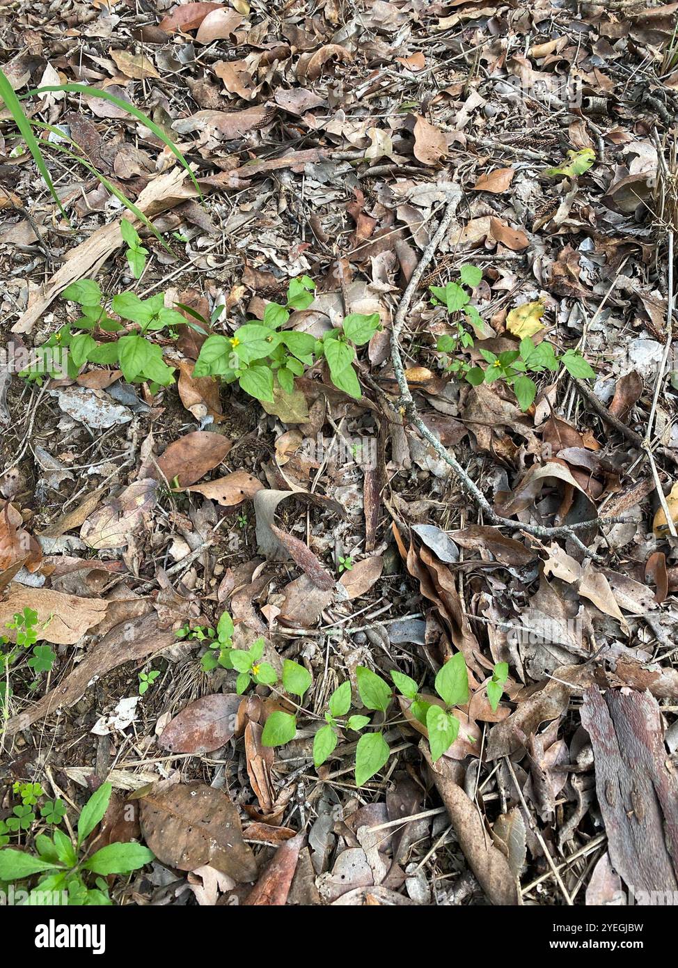 straggler daisy (Calyptocarpus vialis Stock Photo - Alamy