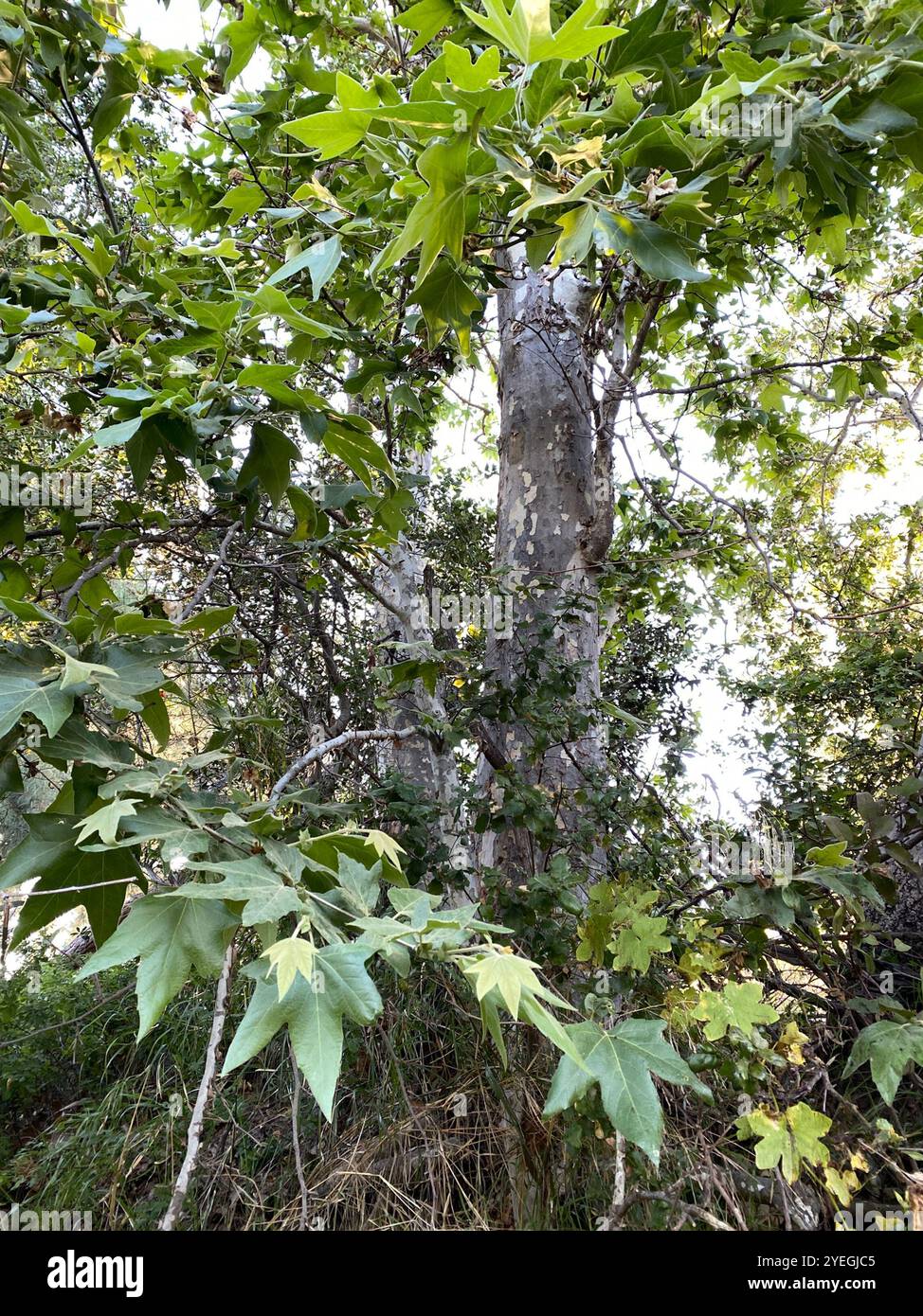 western sycamore (Platanus racemosa Stock Photo - Alamy