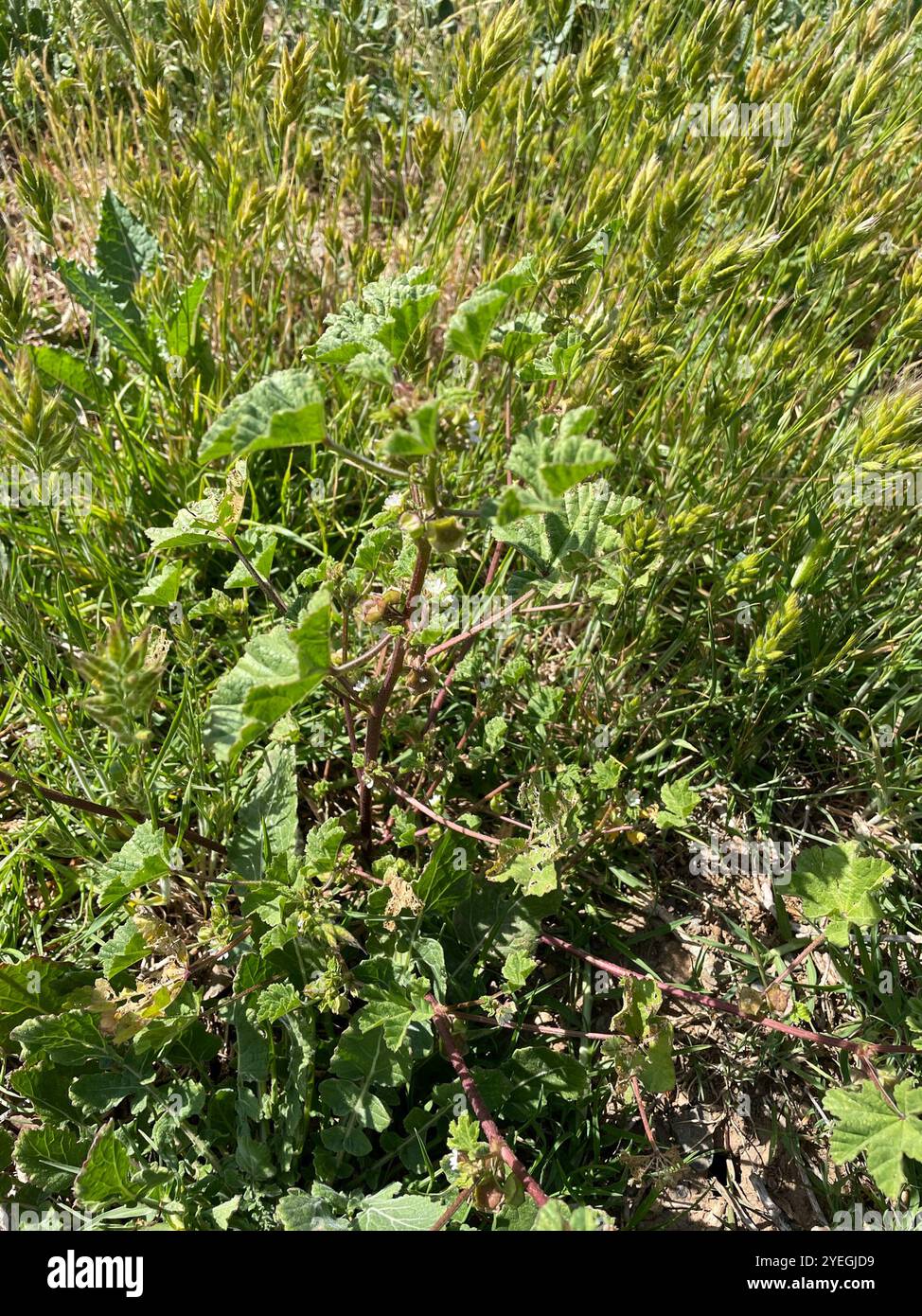 cheeseweed mallow (Malva parviflora Stock Photo - Alamy