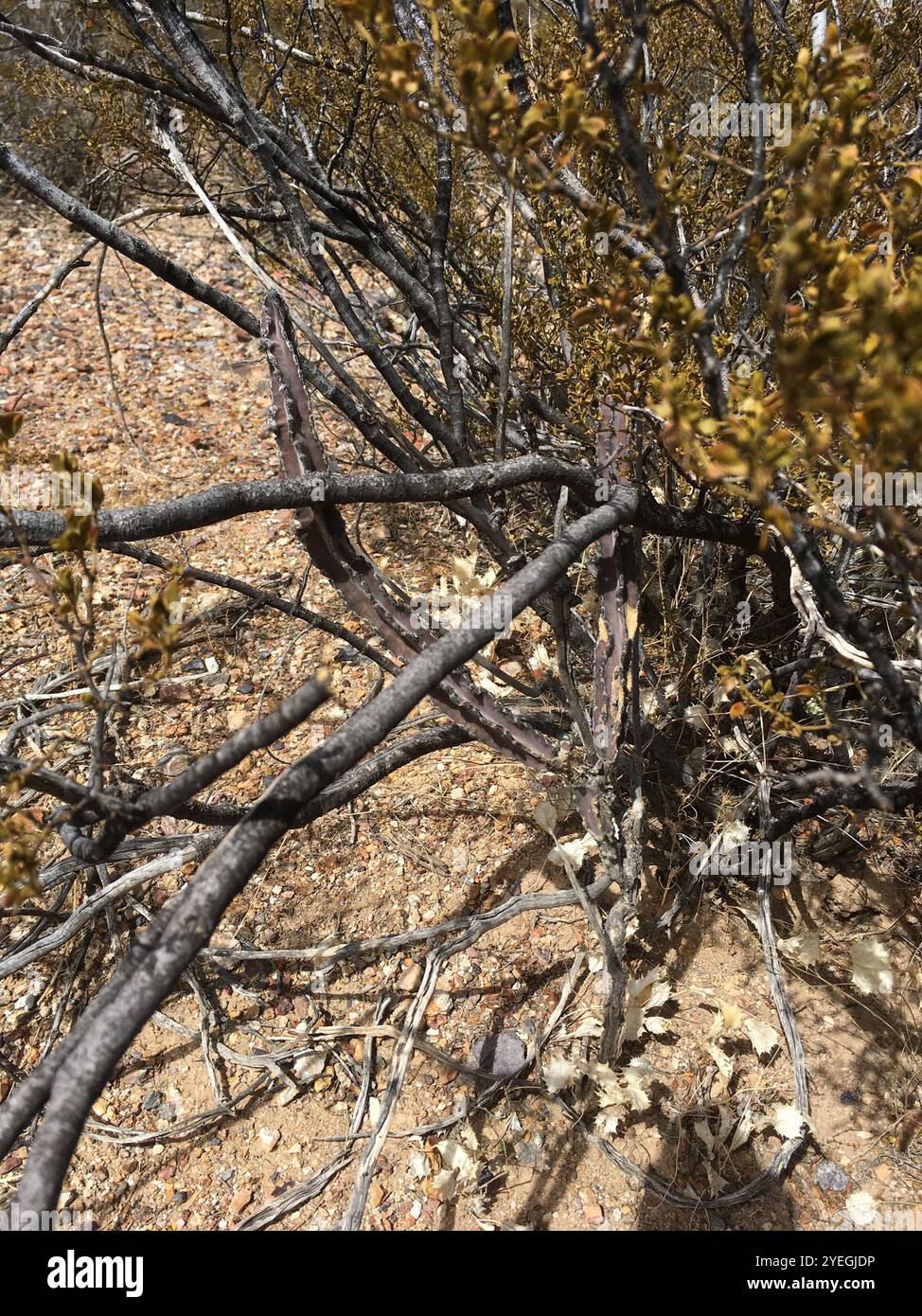 Gregg's nightblooming cereus (Peniocereus greggii greggii Stock Photo ...
