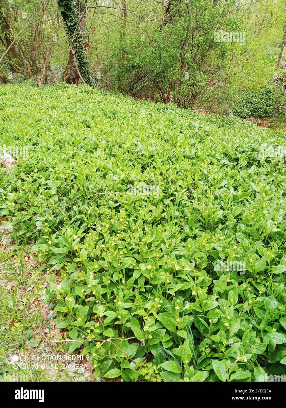 Tuberous Comfrey (Symphytum tuberosum Stock Photo - Alamy