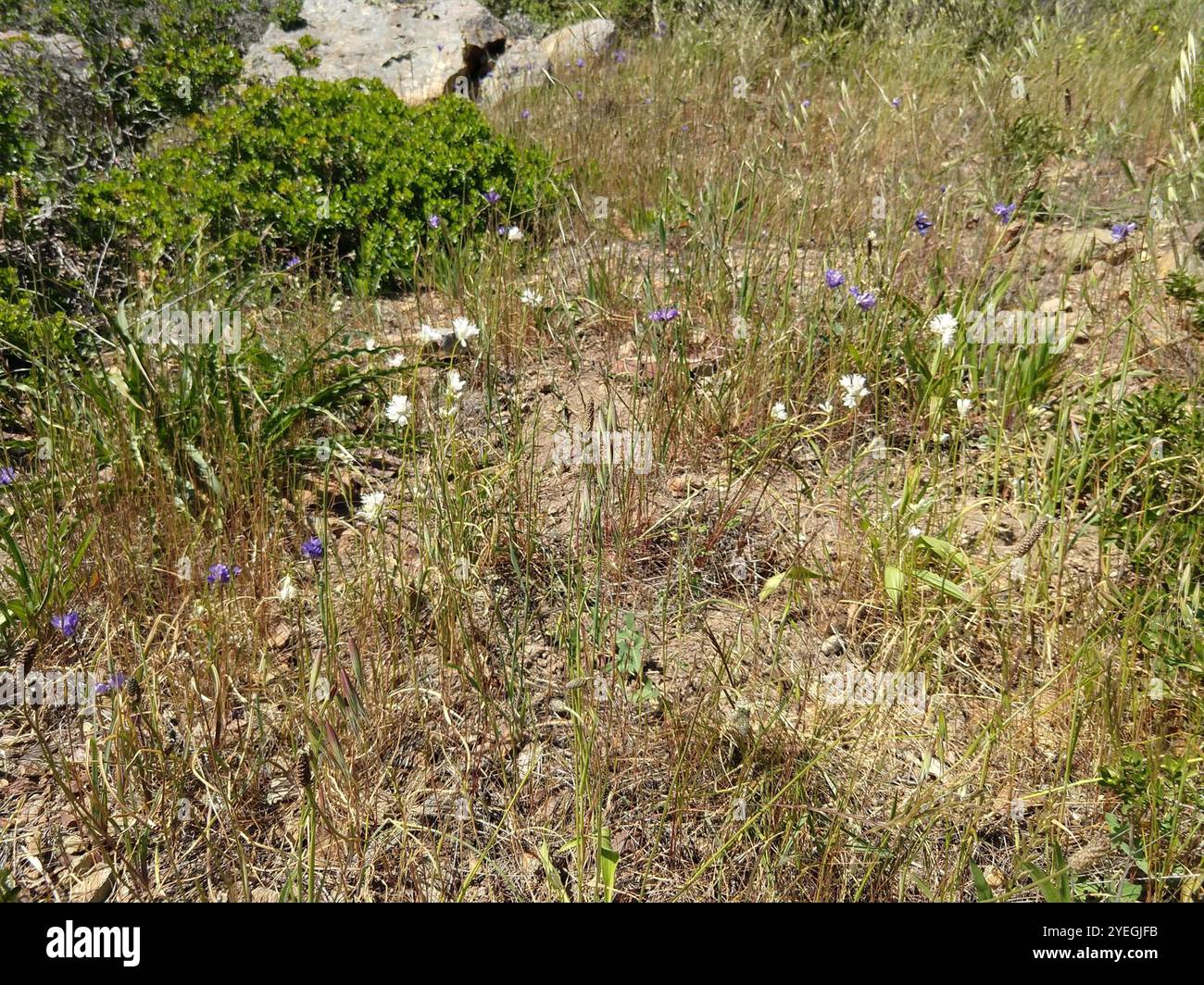 Dipterostemon hi-res stock photography and images - Alamy