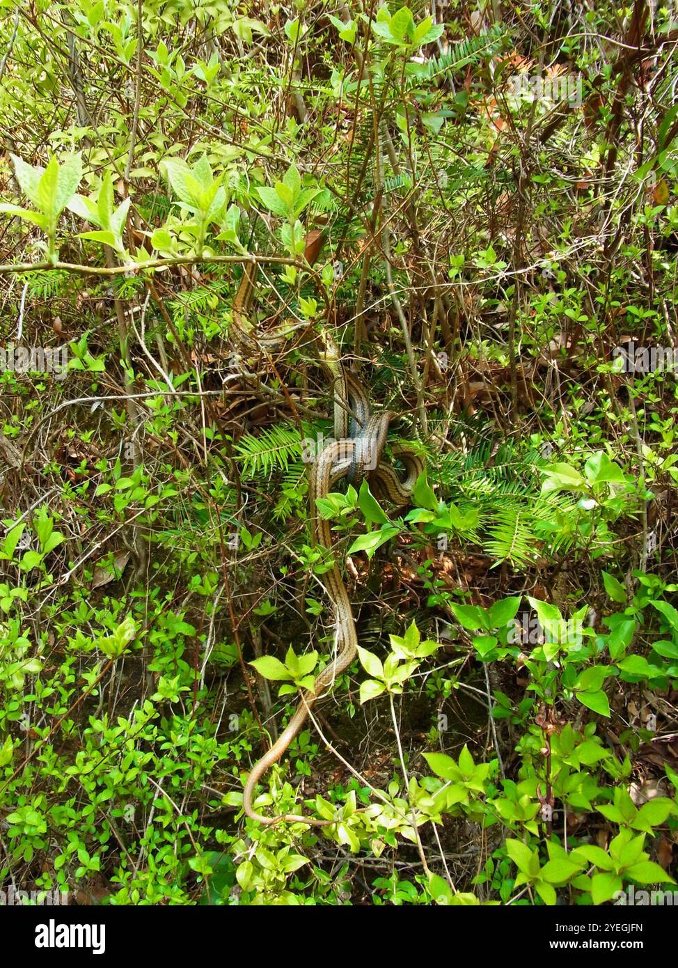 Japanese Four-lined Ratsnake (Elaphe quadrivirgata Stock Photo - Alamy