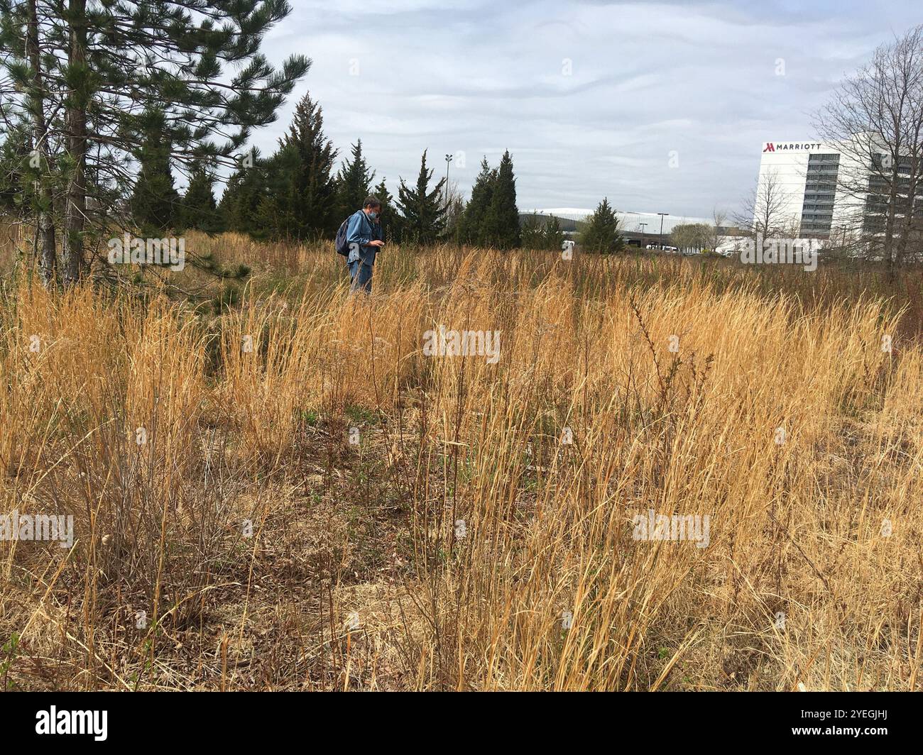 broomsedge bluestem (Andropogon virginicus Stock Photo - Alamy
