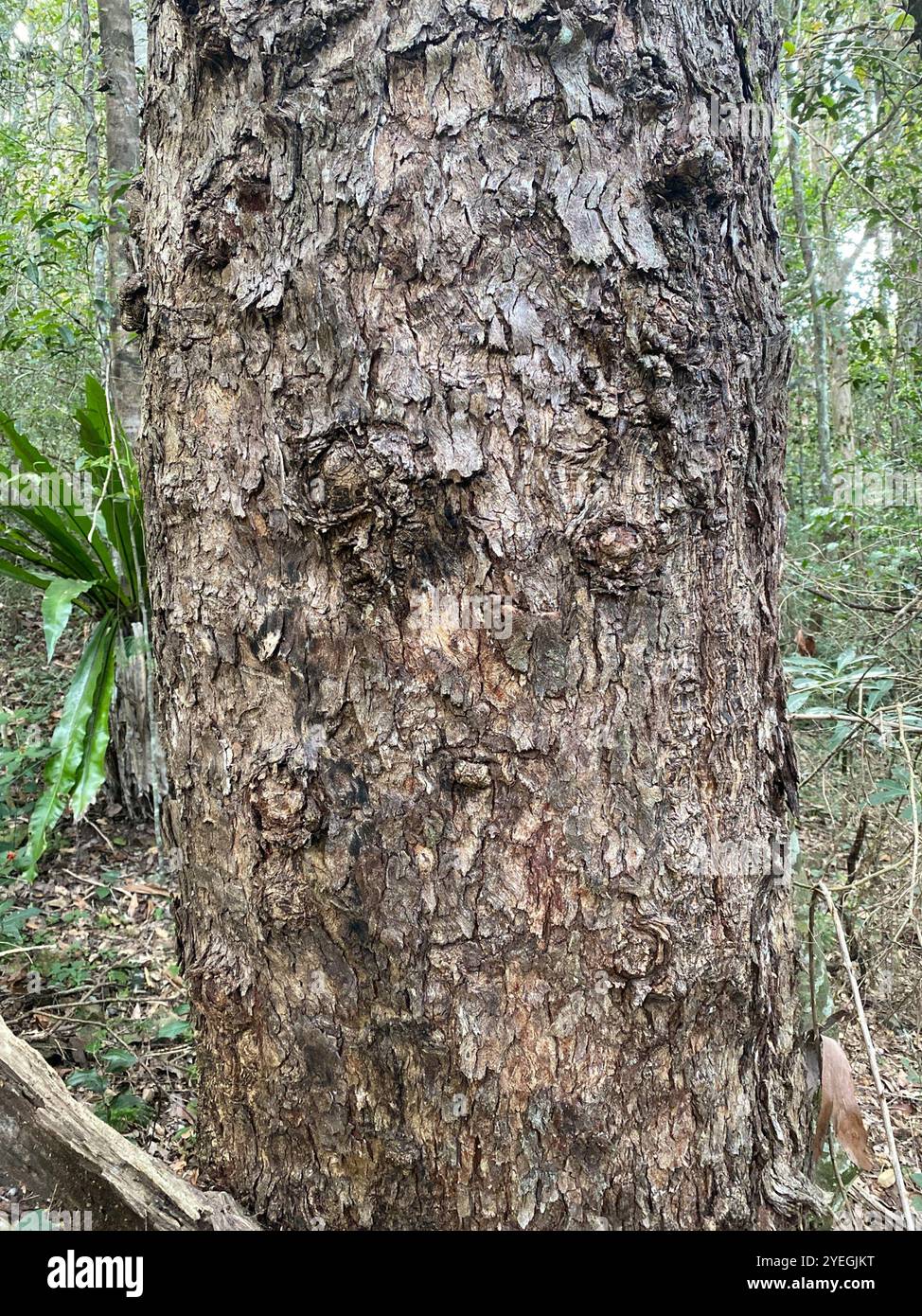 Lophostemon hi-res stock photography and images - Alamy