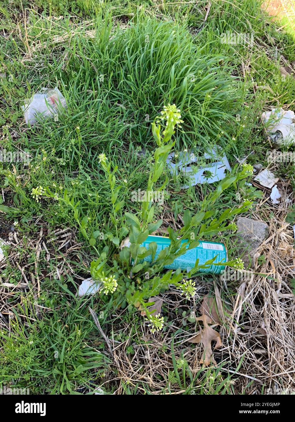 garlic penny-cress (Mummenhoffia alliacea Stock Photo - Alamy