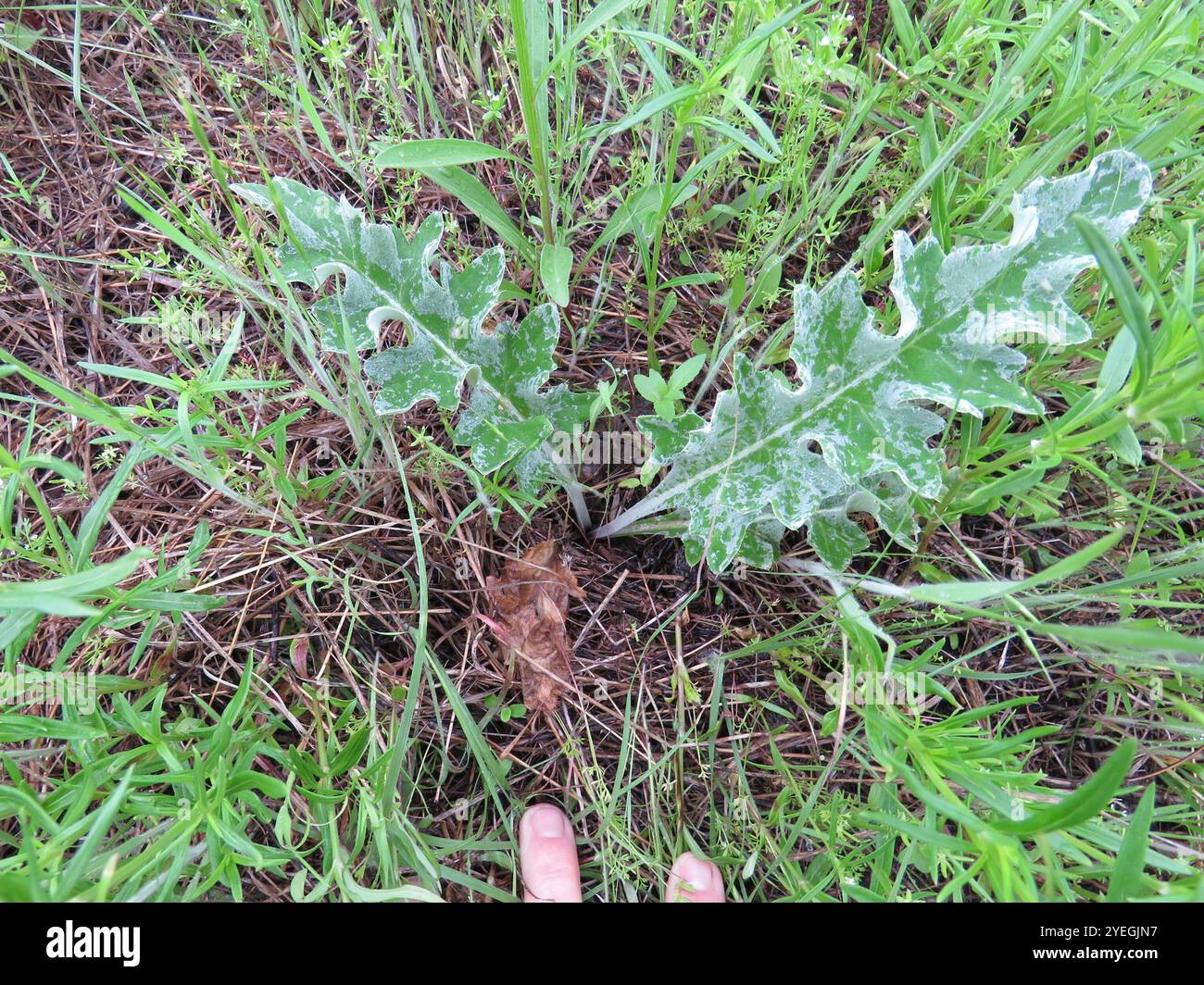 wavyleaf thistle (Cirsium undulatum Stock Photo - Alamy
