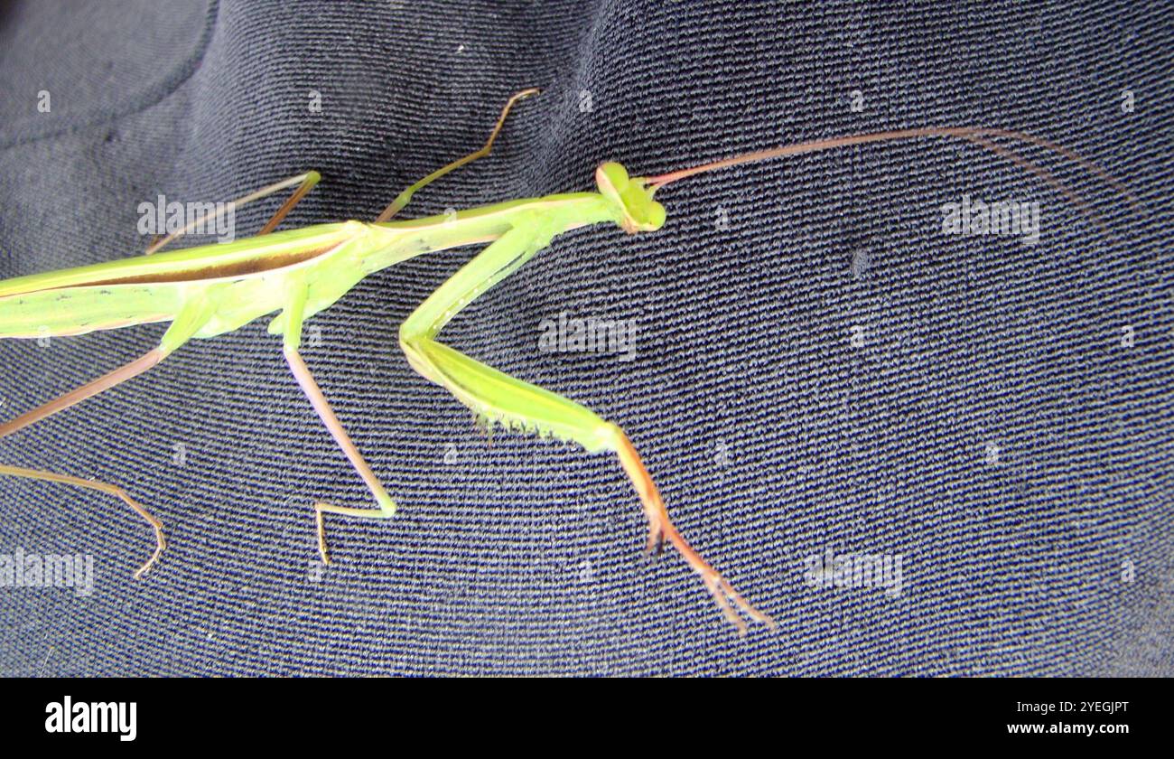 European Mantis (Mantis religiosa Stock Photo - Alamy