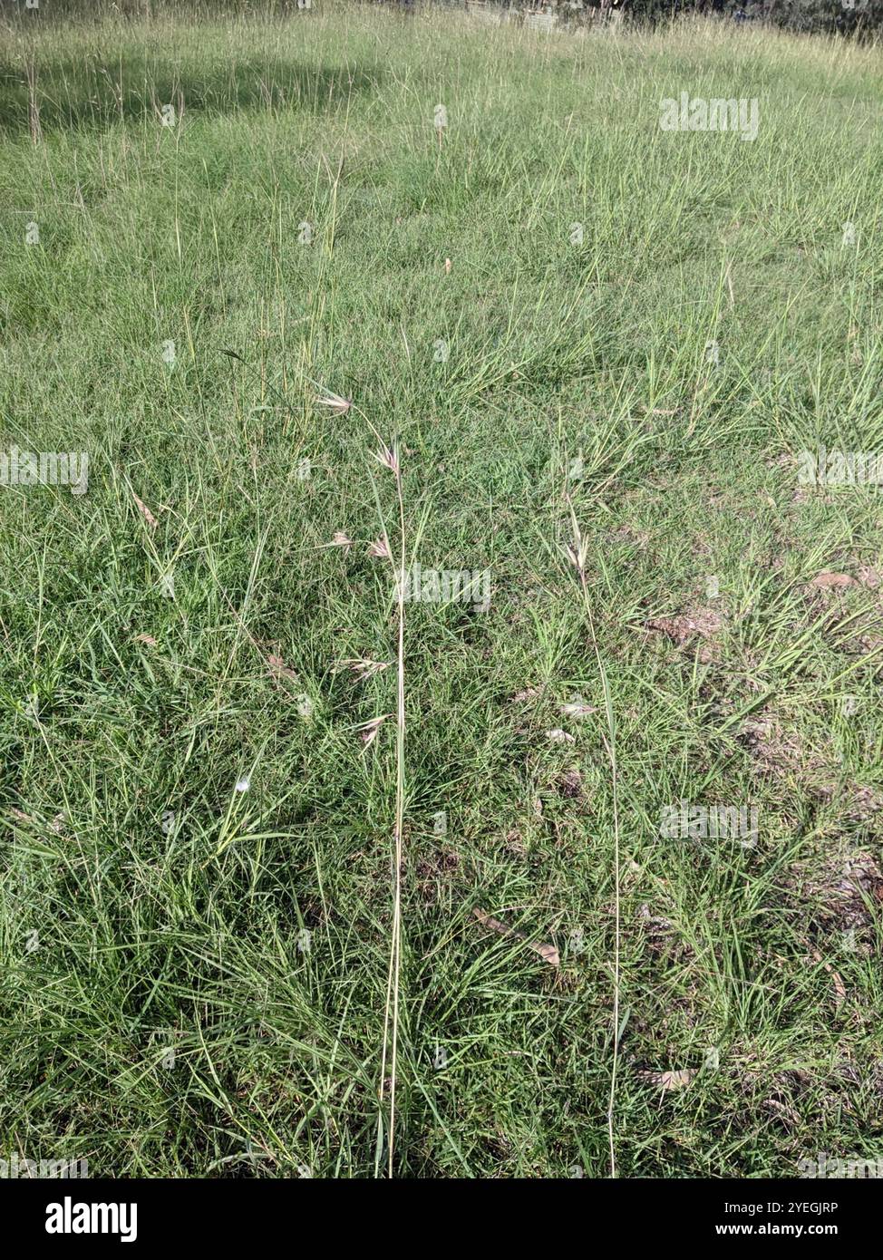 Themeda triandra hi-res stock photography and images - Alamy